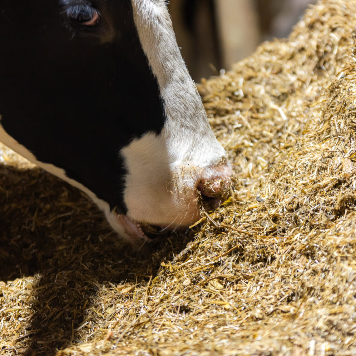 Jaylor TMR Mixers – Durable Farm Equipment for Agriculture